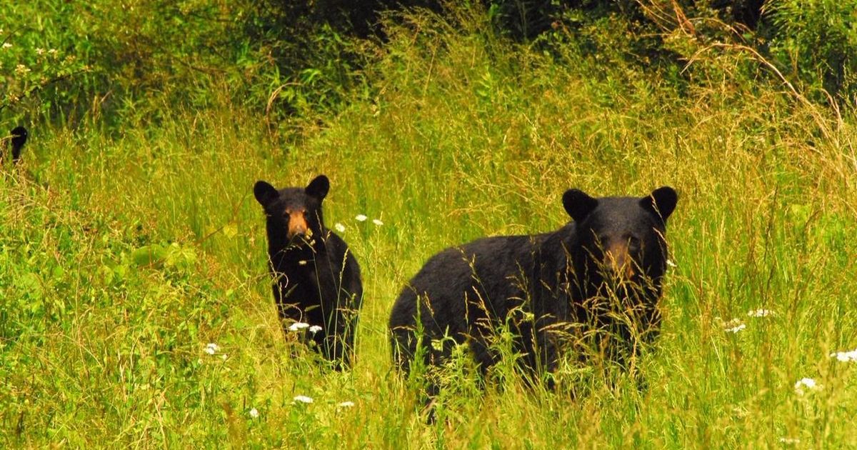 Prepare for increased black bear activity in North Carolina as their ...