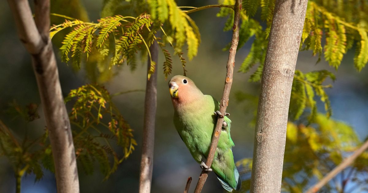 Phoenix Lovebirds: How African Parrots Thrive in the Desert & Find ...