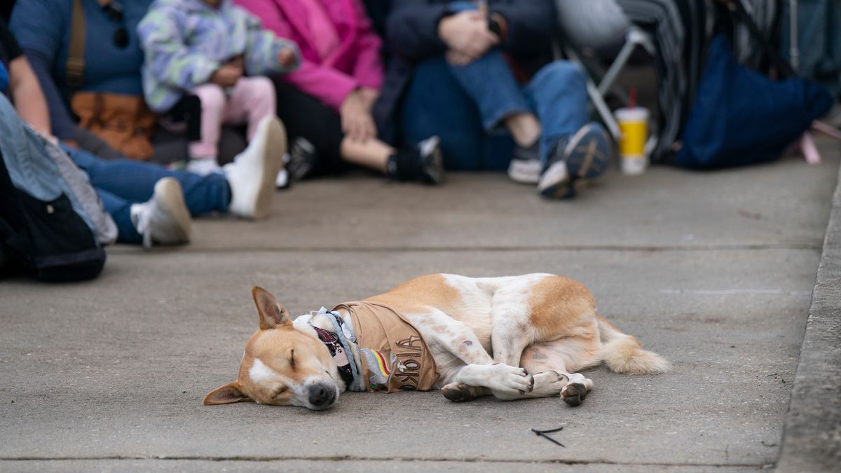 Aloka could be back with monks in matter of days after leg surgery ...