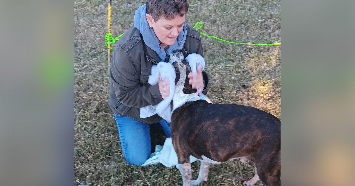 Dog trapped 30 feet down in well rescued by firefighters :: WRAL.com