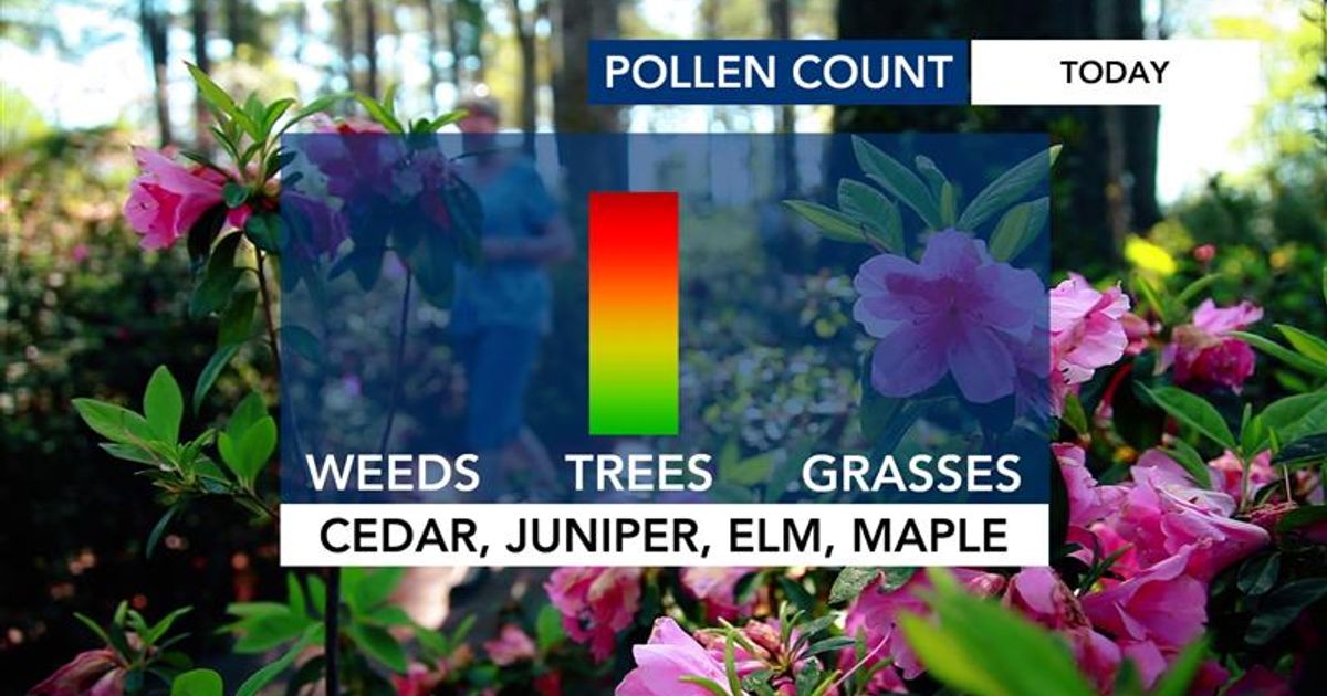 Spring-like temperatures lead to 'very high' tree pollen counts :: WRAL.com