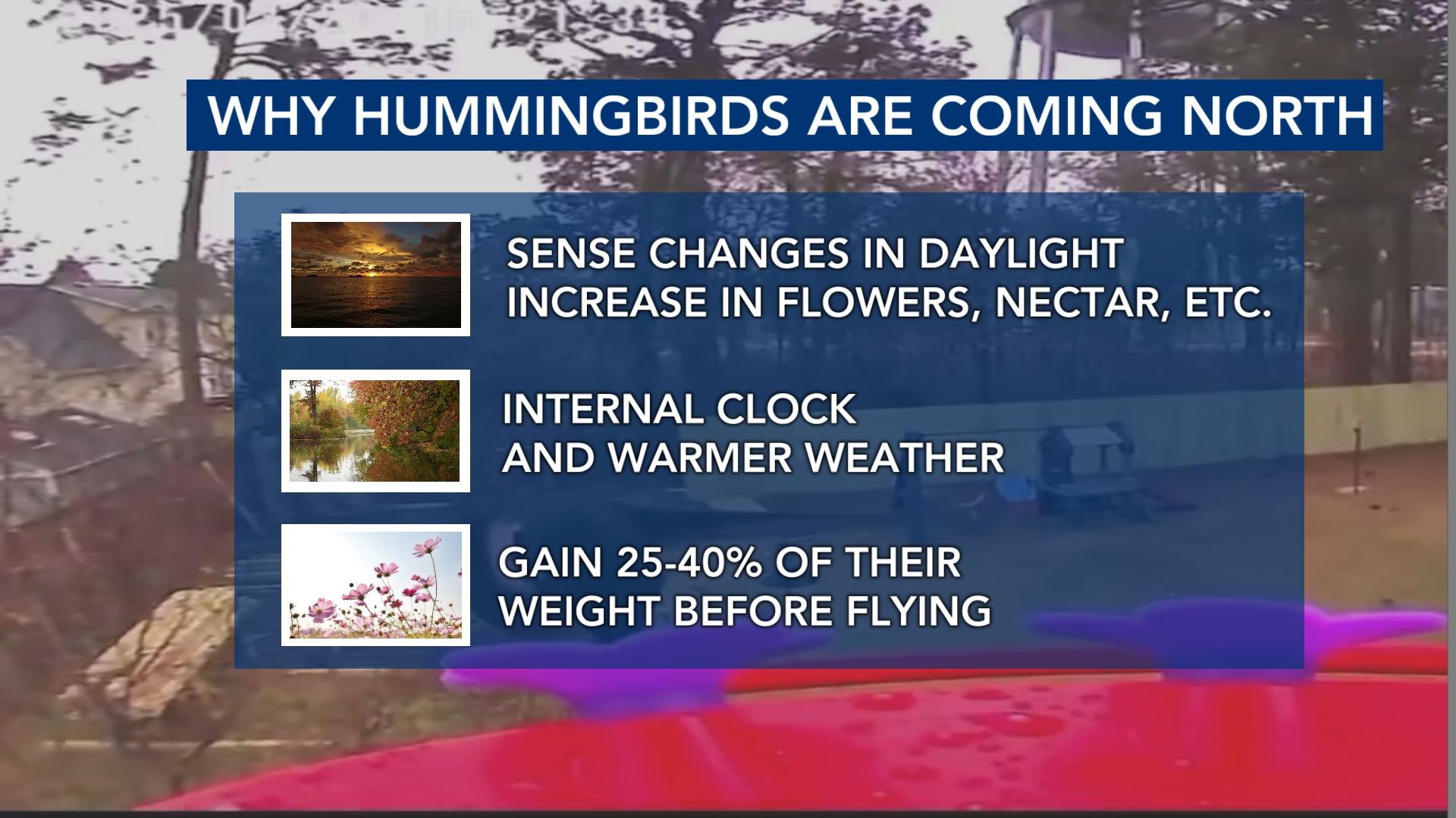 Ask the Meteorologist: When can we start seeing hummingbirds in North ...