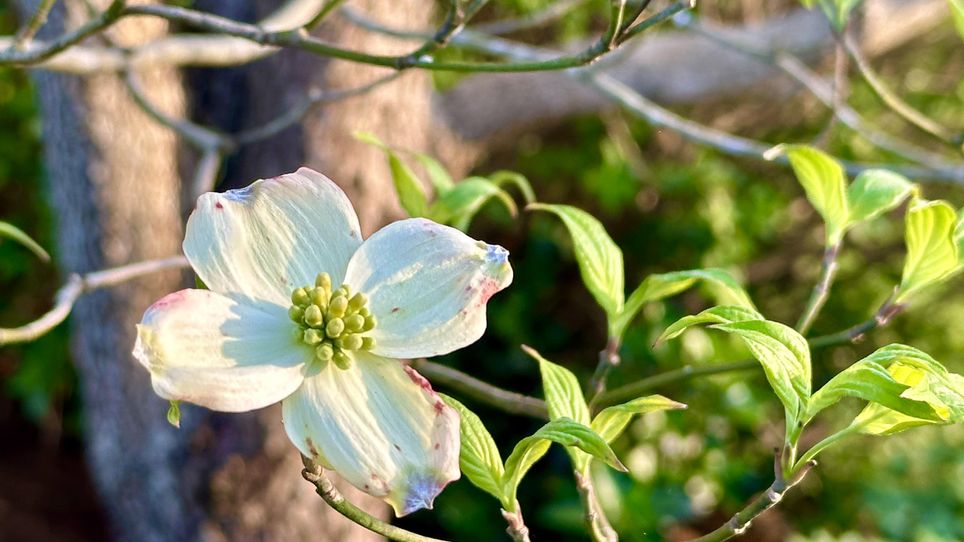 Discover the flowering dogwood: North Carolina's symbol of resilience ...