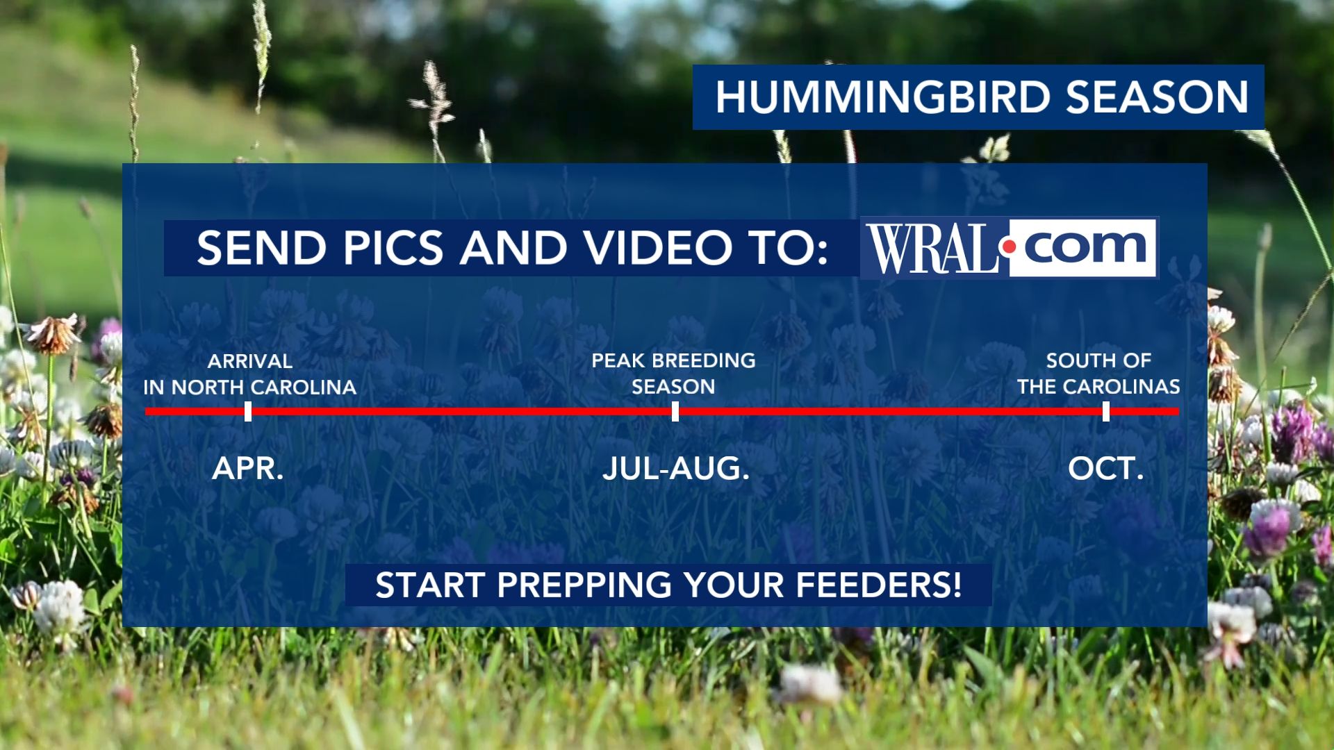 Ask the Meteorologist: When can we start seeing hummingbirds in North ...