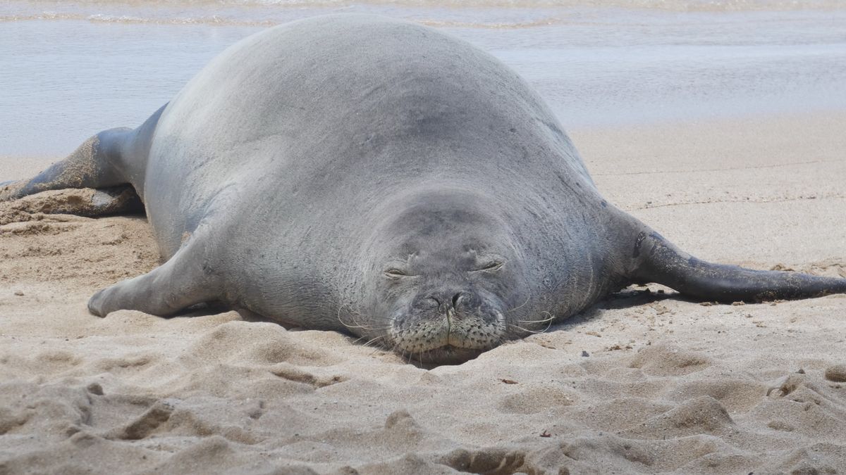 Lawyer says tourist accused of hurling rock at Hawaiian monk seal has ...