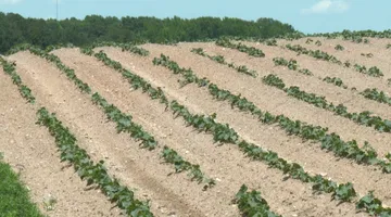Months-long drought, rising heat bring tighter water restrictions to ...