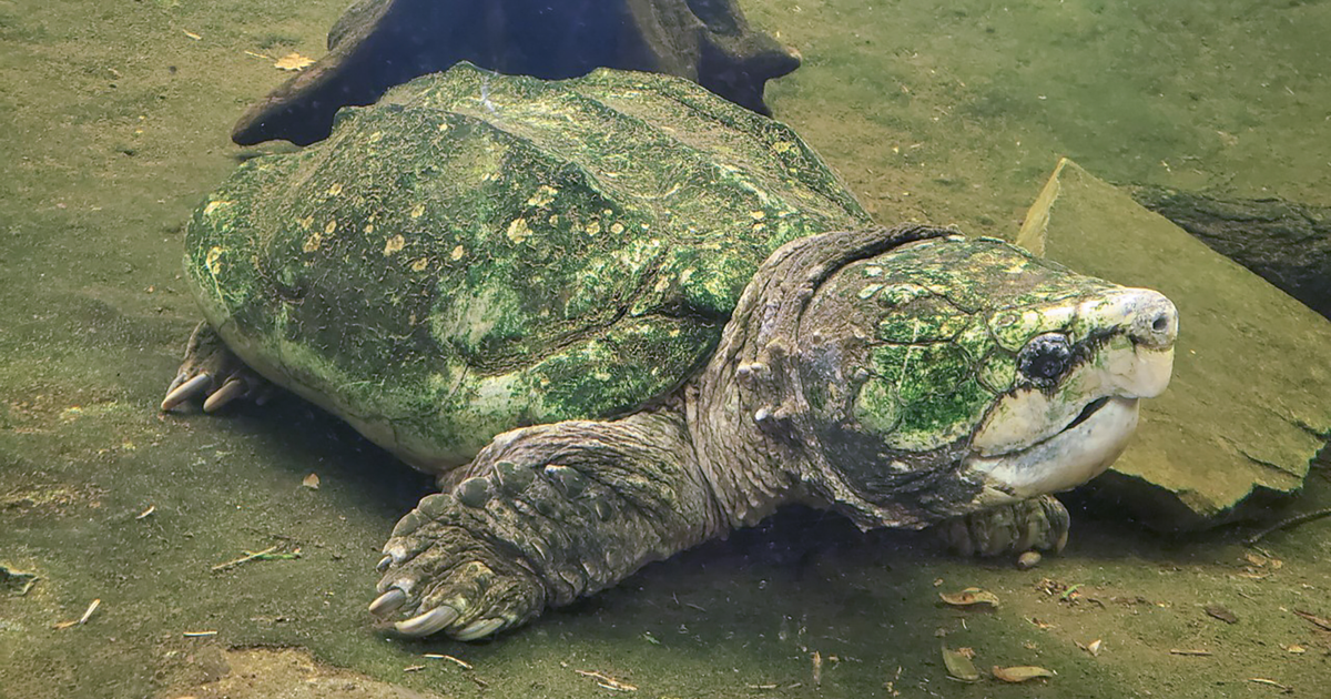 North Carolina Zoo mourns loss of Maximus the turtle, who lived at ...