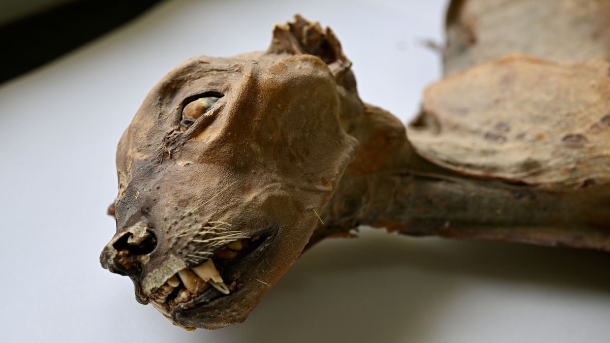 Mummified cheetahs found in Saudi caves shed light on lost populations ...