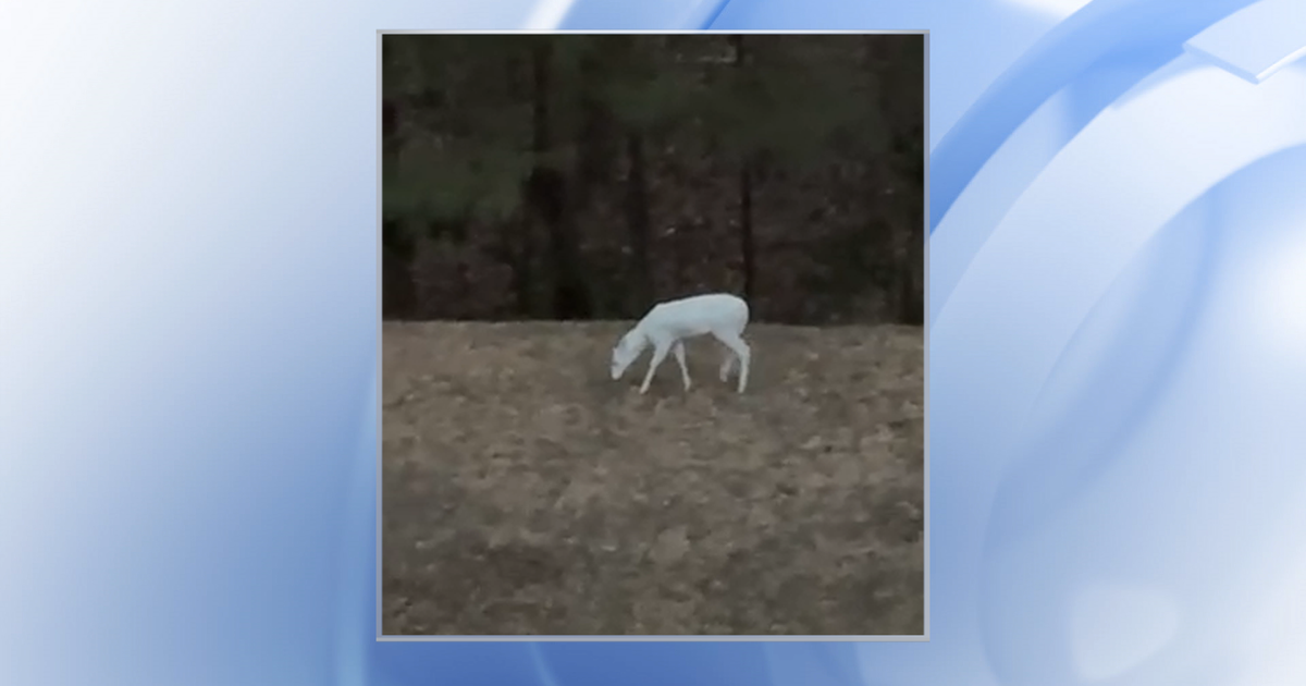 'Truly magical moment': Man spots albino deer while on walk with family ...