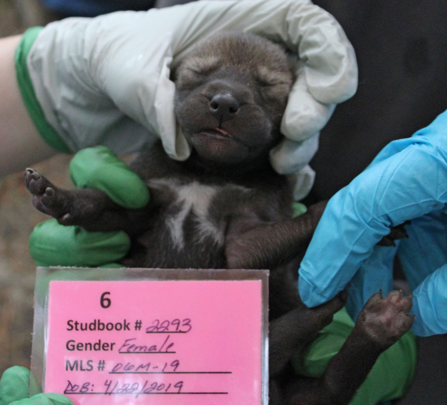 Durham's Museum of Life and Science swaps red wolves with New York to ...