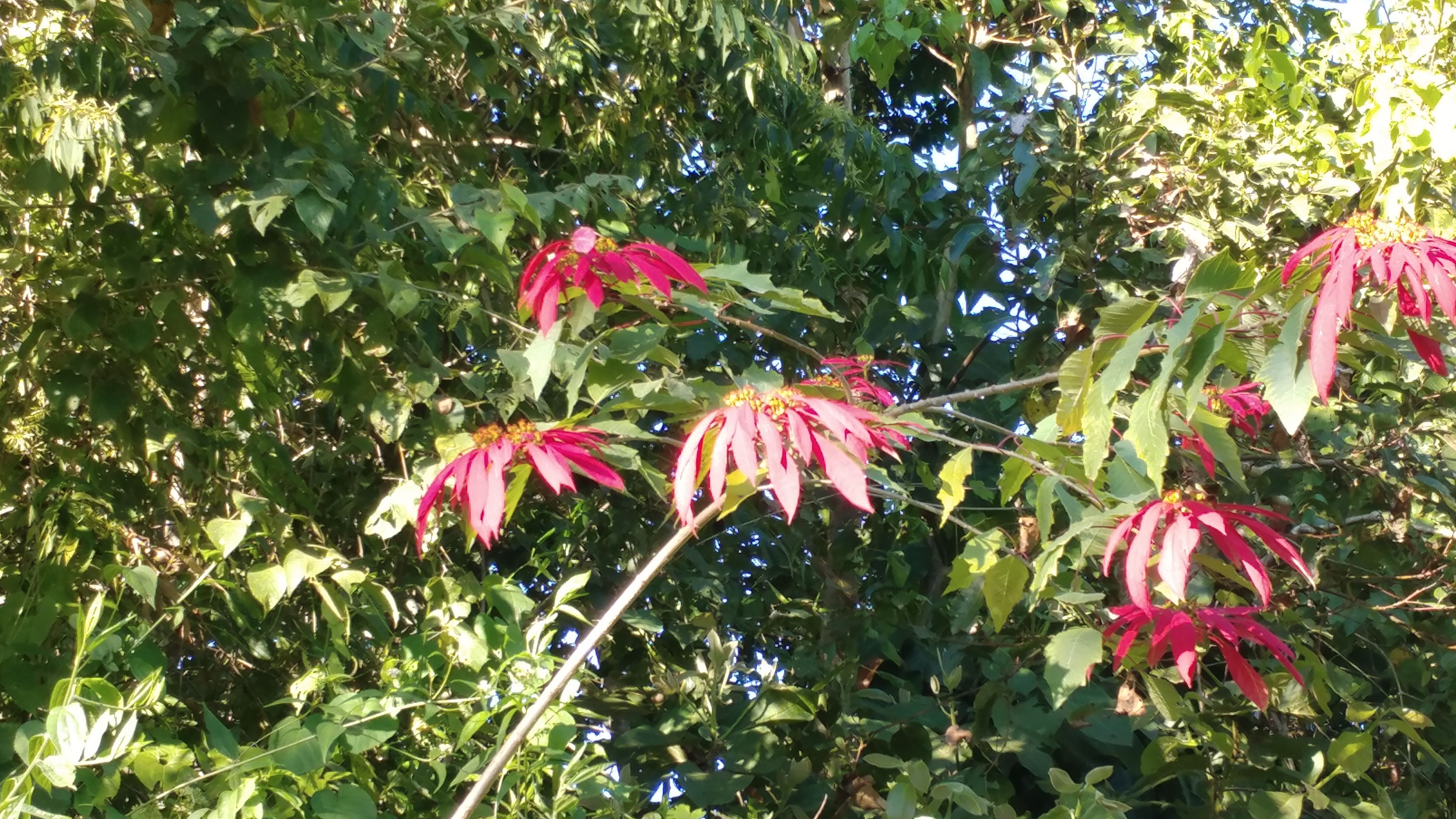 From tropical shrub to Christmas Icon, how an NC State professor found ...