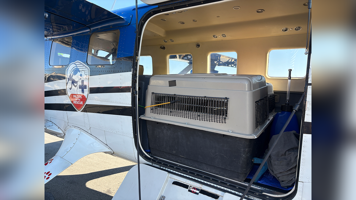 Durham's Museum of Life and Science swaps red wolves with New York to ...