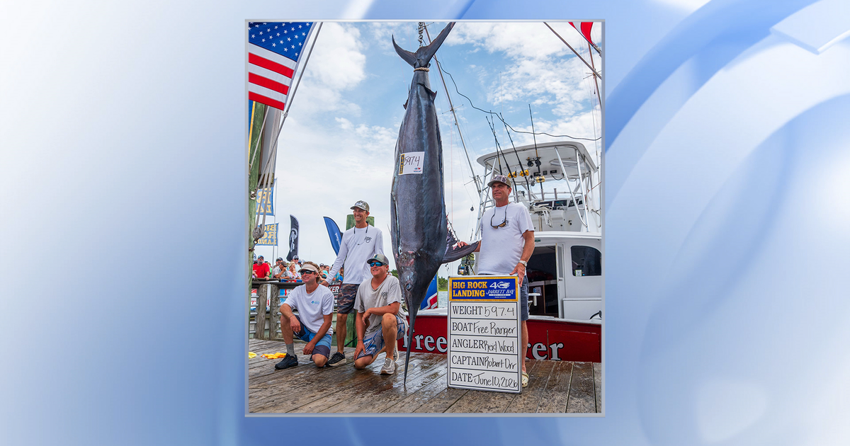 Nearly 600-pound blue marlin worth $467K secures second place in Big ...