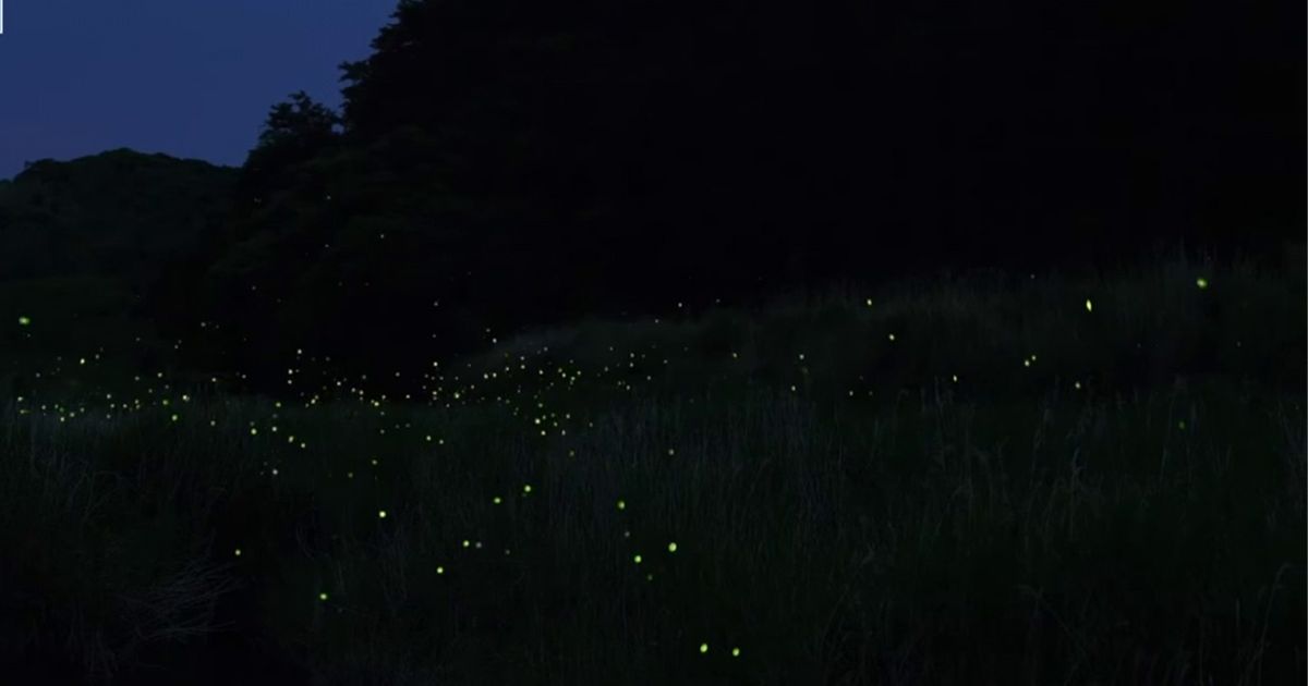 Fireflies are declining, what you can do to save these tiny wonders ...