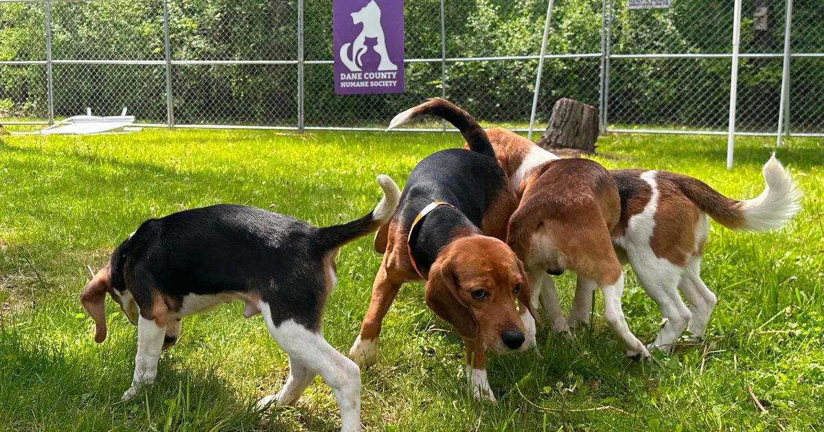 Wisconsin beagle research facility that drew protests is closing as ...