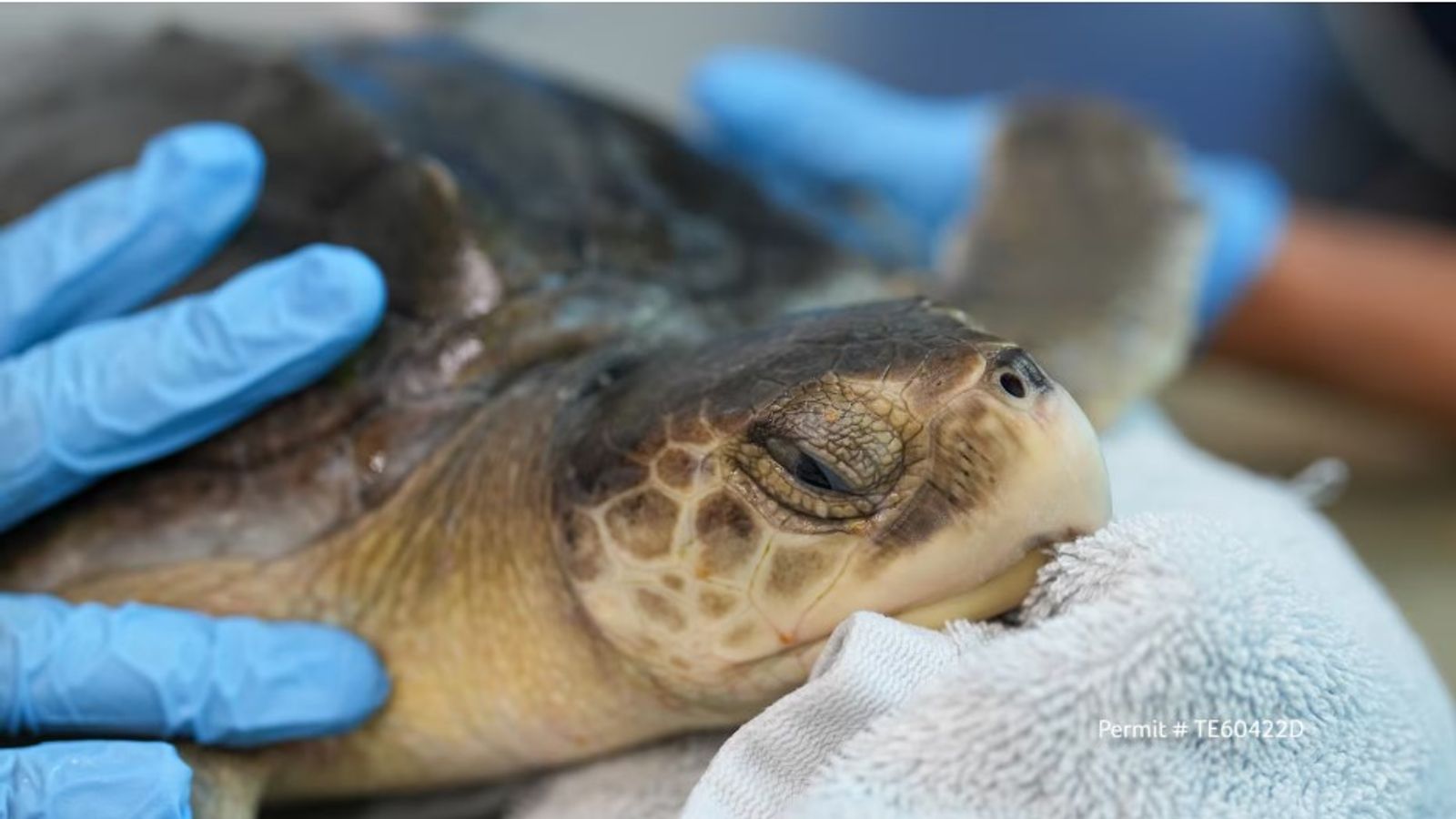 Oil Spill Leatherback Turtle