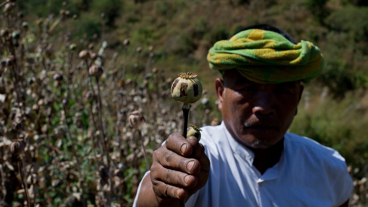 Myanmar opium cultivation hit highest level in a decade, UN report says ...