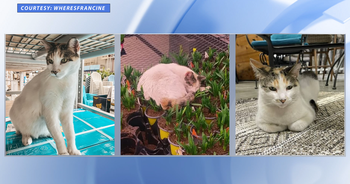 Viral search carries on at NC Lowe's for missing beloved Richmond cat ...