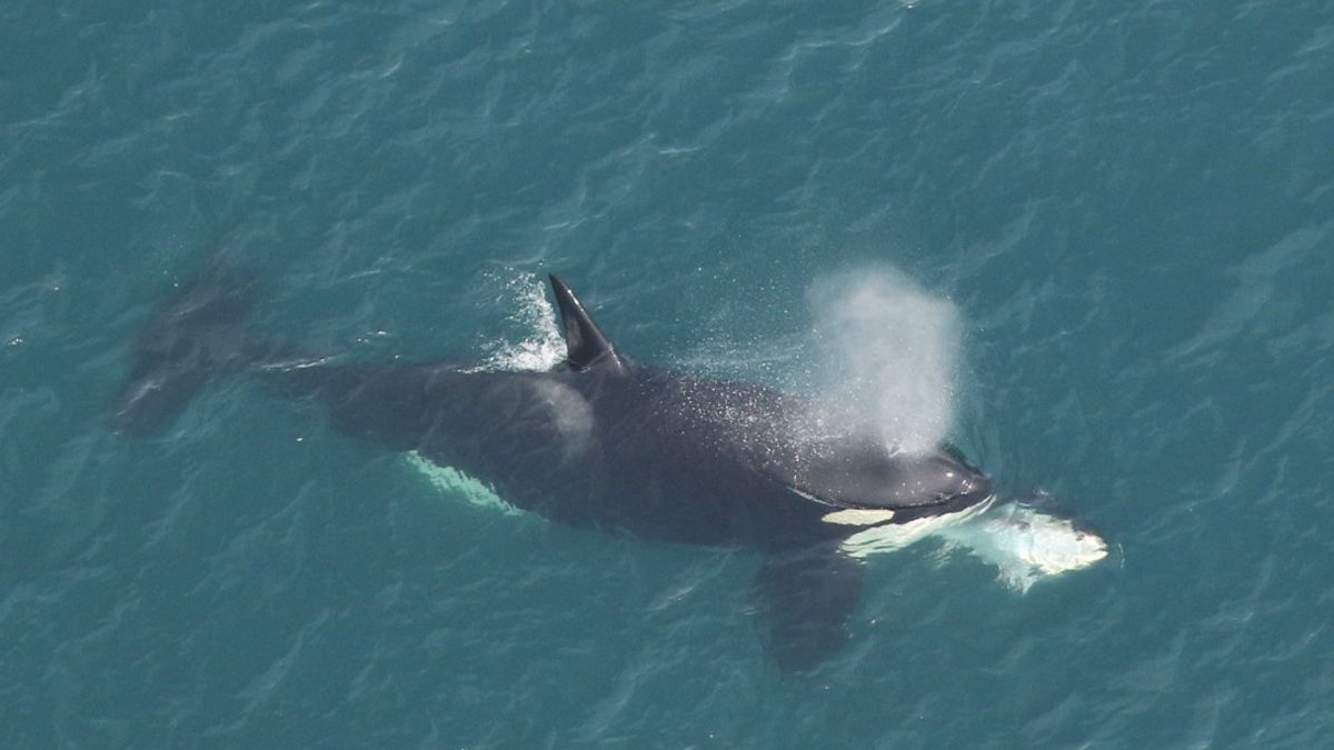 Surprise! Killer whale spotted off the North Carolina coast :: WRAL.com