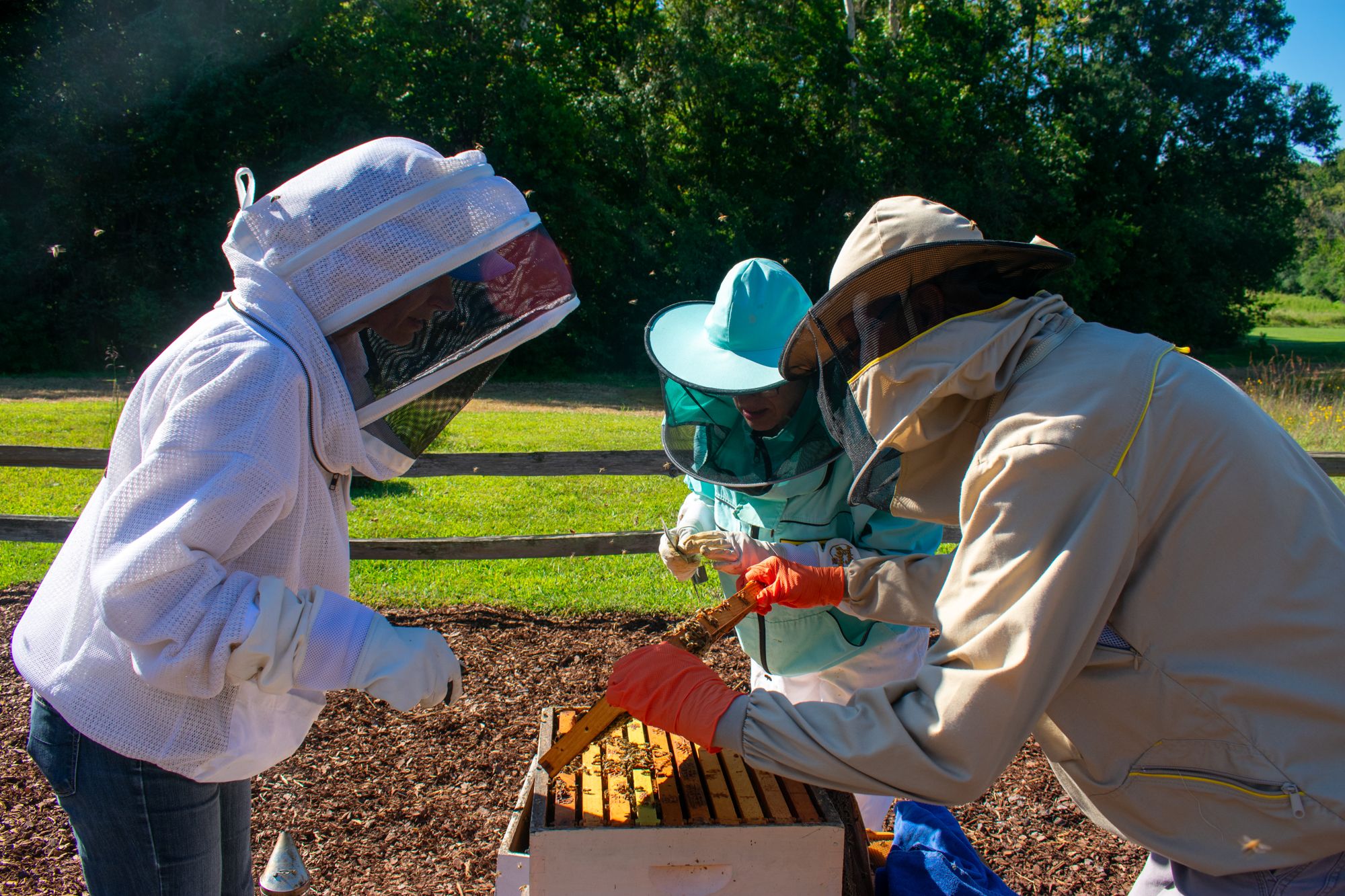 Bees, business and the people who keep them: North Carolina’s ...