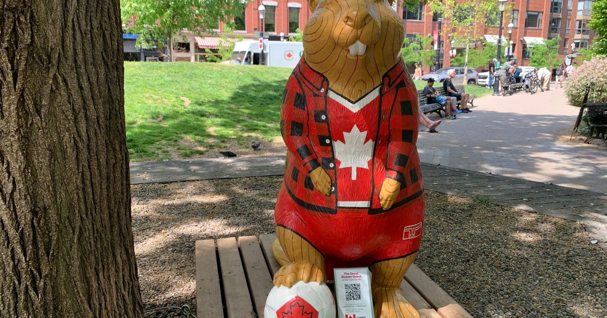 Join the beaver hunt: Toronto neighborhood offers unique World Cup ...