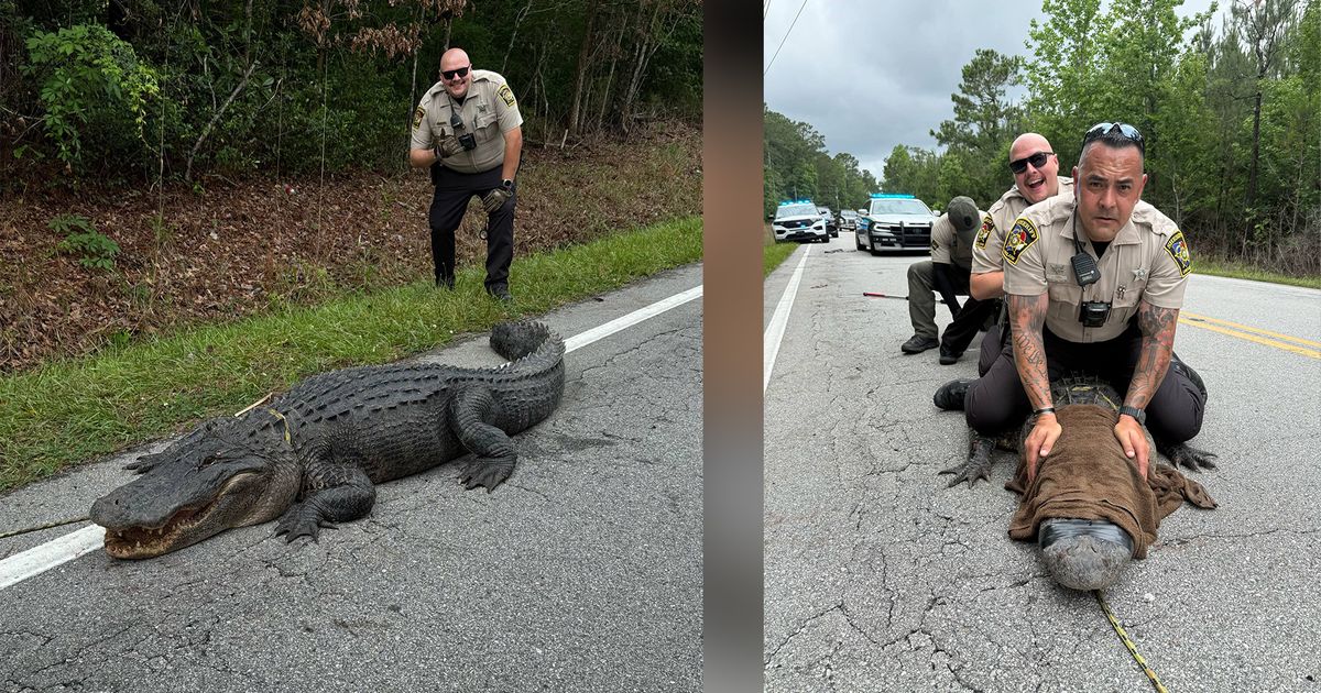 NC deputies snag 400-pound roadside gator :: WRAL.com
