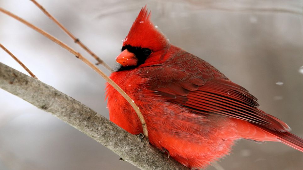 Northern Cardinal: The vibrant voice and symbol of North Carolina ...