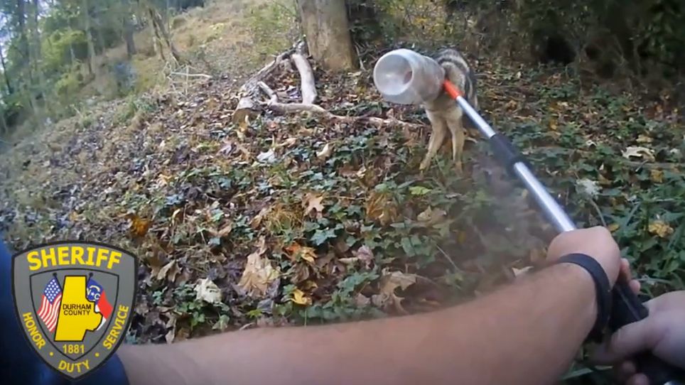 Coyote with plastic bottle on its nose rescued in Durham County :: WRAL.com