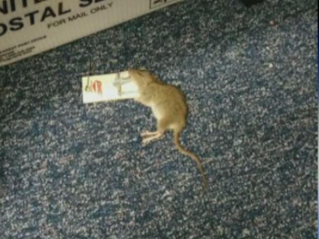 State workers: Rats running rampant in Raleigh office