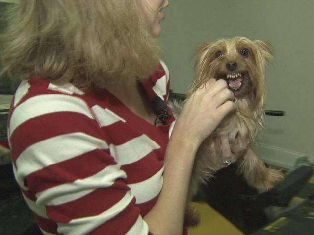 Don't try to run: Tips to fend off dog attacks