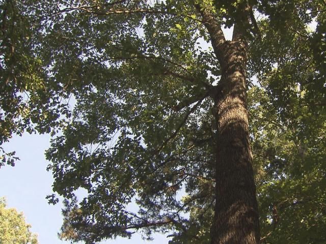 Check your trees: It's cheaper to remove your tree than to have Mother ...