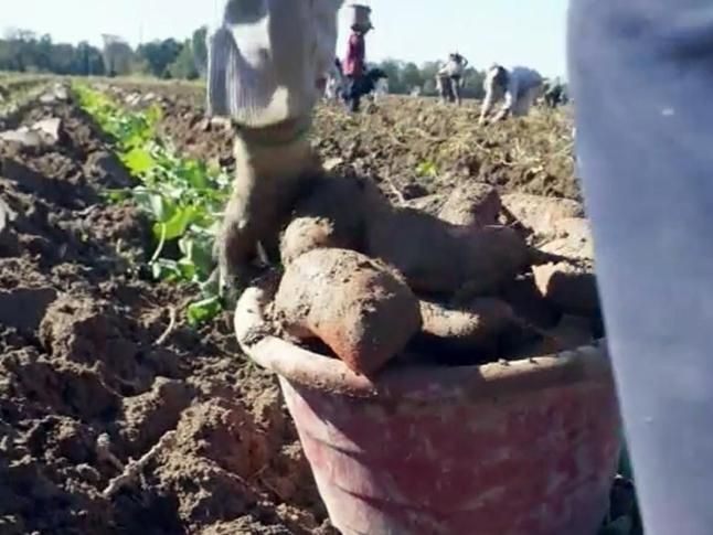 Flooded farm fields lead to harvest of sorrow