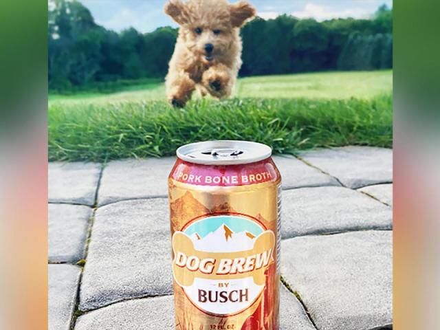 Ruff job: Busch will pay your pup $20,000 to be its official dog beer ...