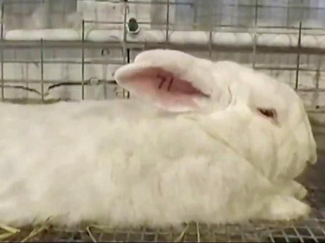 Rabbits are back at N.C. State Fair