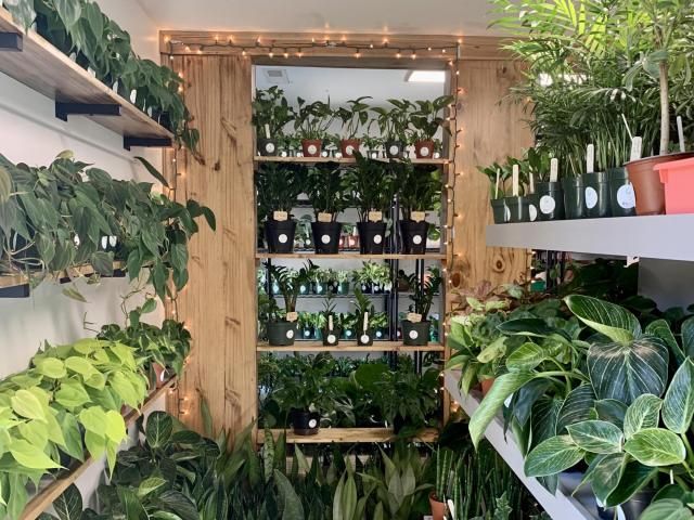 Walk in and smile: Leaf plant shop opens in Clayton