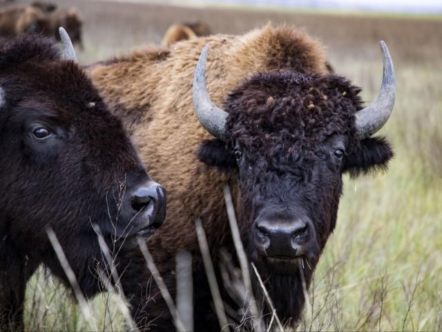 Ken Burns' 'The American Buffalo' finds heartbreak and hope as it rides ...