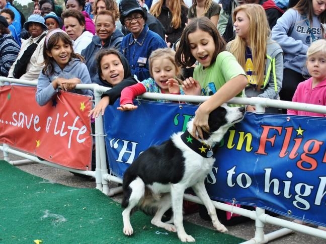 Must see show: K9s in Flight