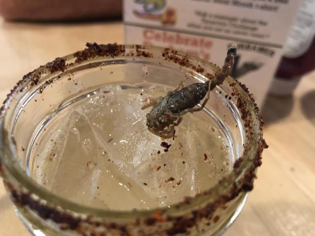 Bugs take center stage during exotic meat month at Bull City Burger