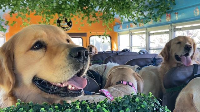 Doggy day care on a mini-school bus: Cutest ride in town