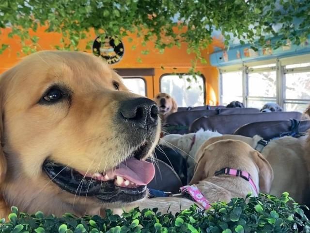 Doggy day care on a mini-school bus: Cutest ride in town