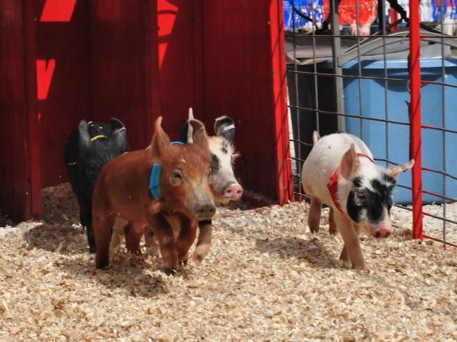 Best State Fair attractions