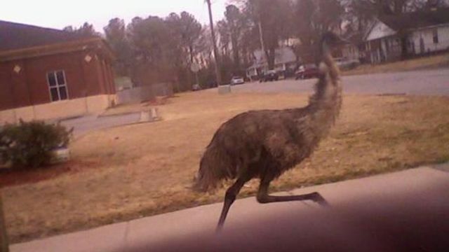Rocky Mount police catch emu Rocky Mount police catch emu