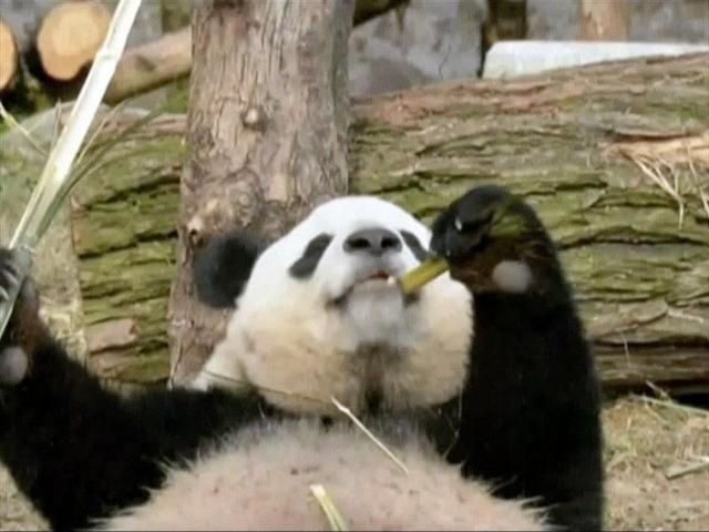Panda, 23, has twins, becoming 'oldest panda to give birth'