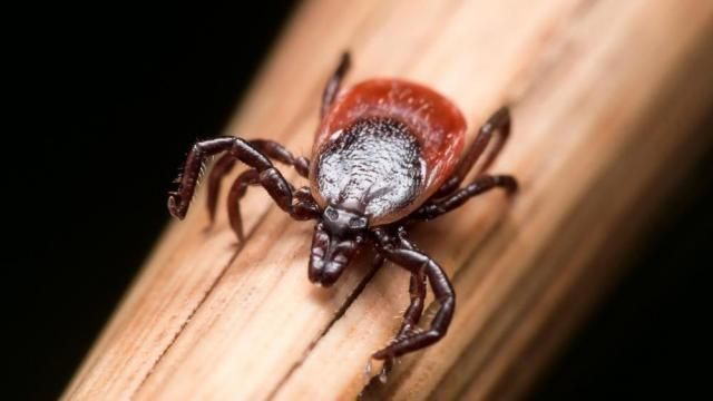 CDC warns of exotic ticks spreading across nation that may carry diseases