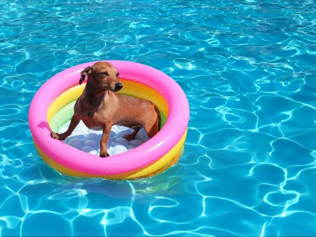 Pool season is here: Find one near you