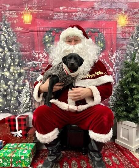 Tis the season for pet protection: A guide to holiday hazards