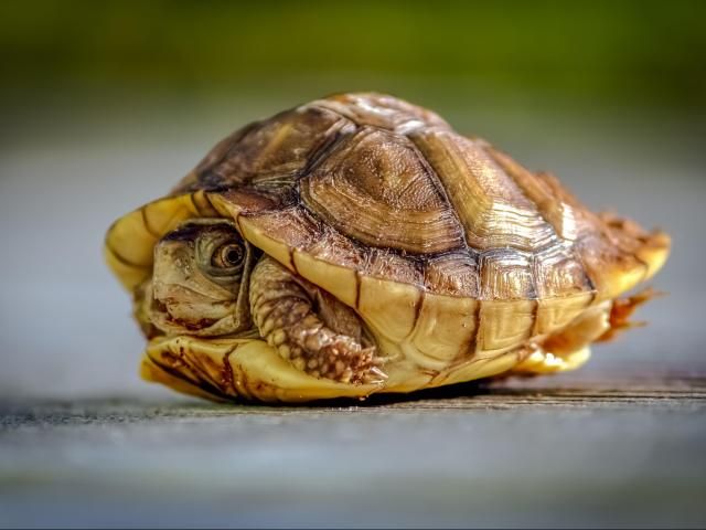 Go Ask Dad: Turtle shells