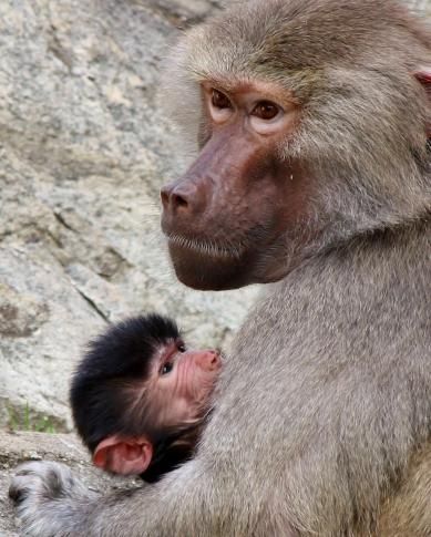 N.C. Zoo welcomes new baboon baby