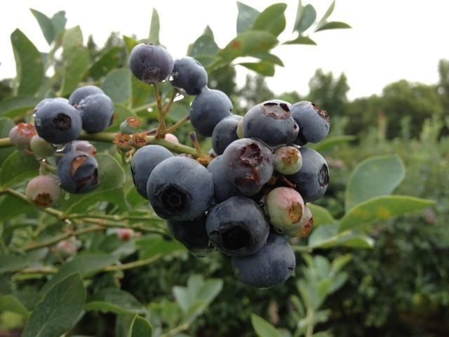 Blueberry Picking: 12 places to pick blueberries across the Triangle