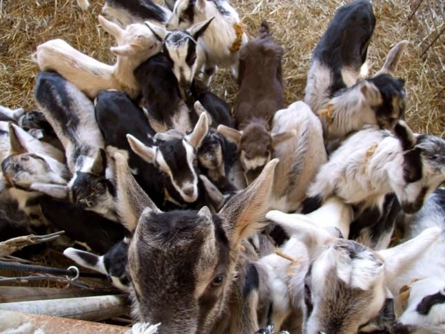 Weekend Plans: LEGO-palooza, parade, baby goats